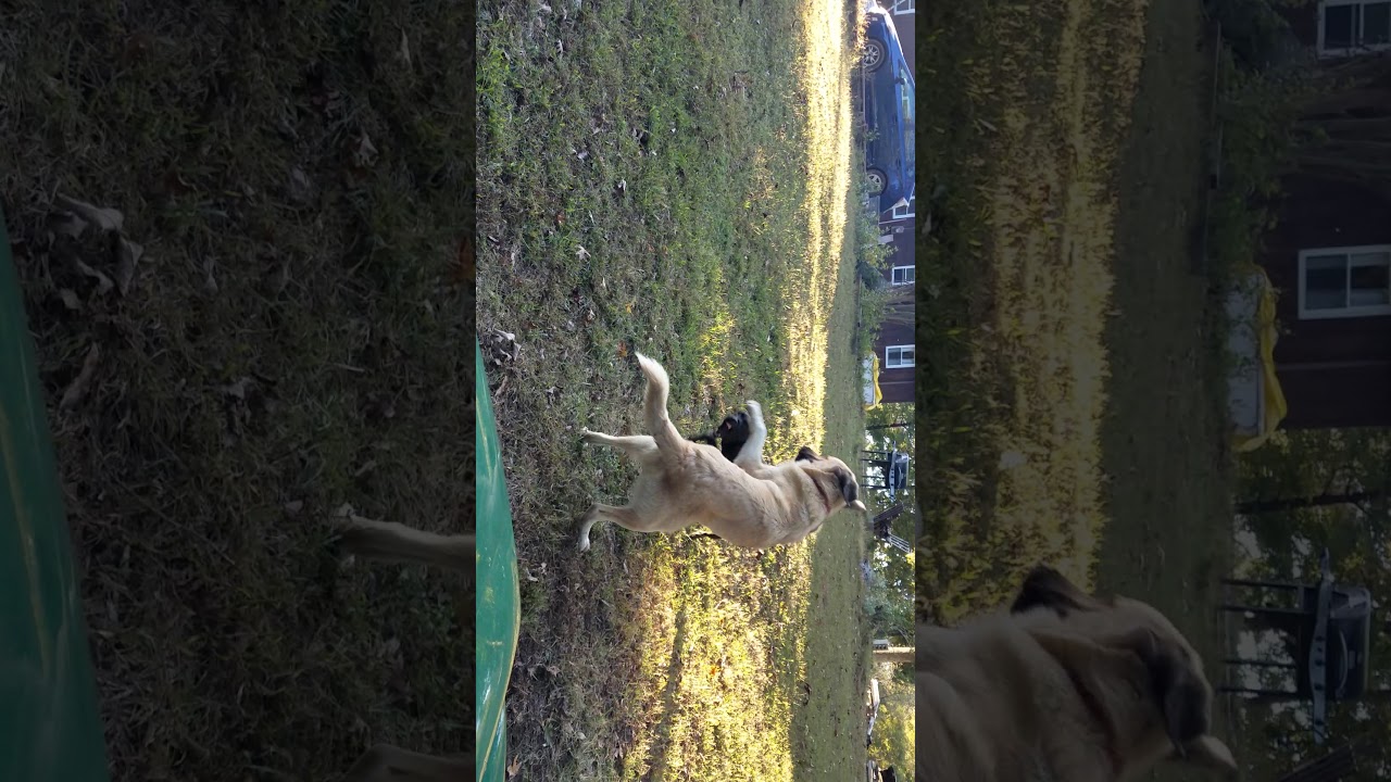 DOGGON DOGGIE! - YouTube