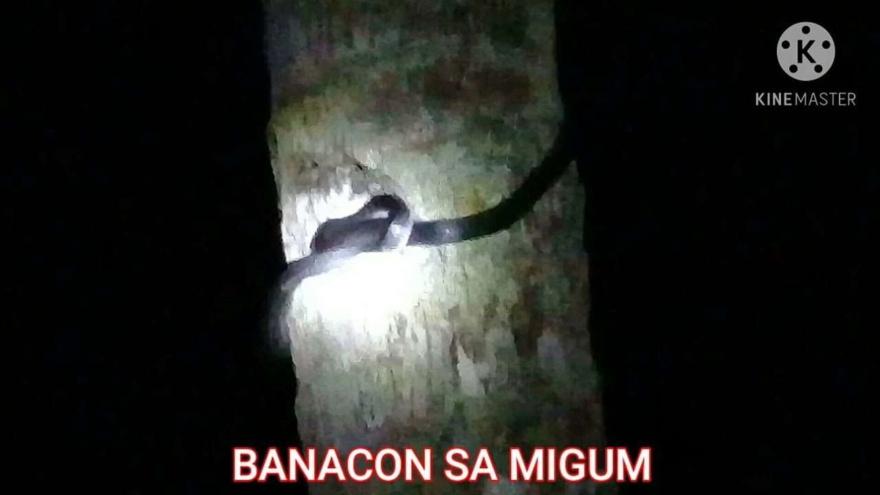 KING COBRA ( BANACON) NAGPAKITA SA MIGUM [ MOST POISONOUS SNAKE IN THE ...