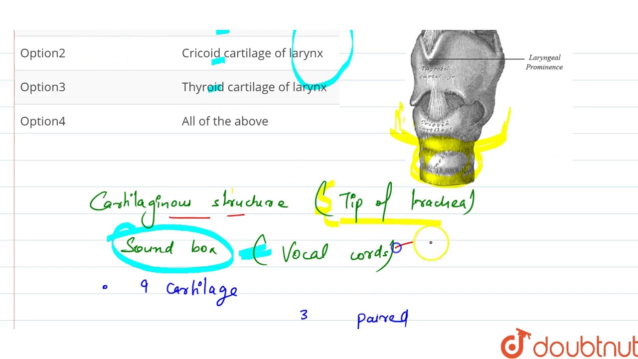 Adam’s apple represents - YouTube
