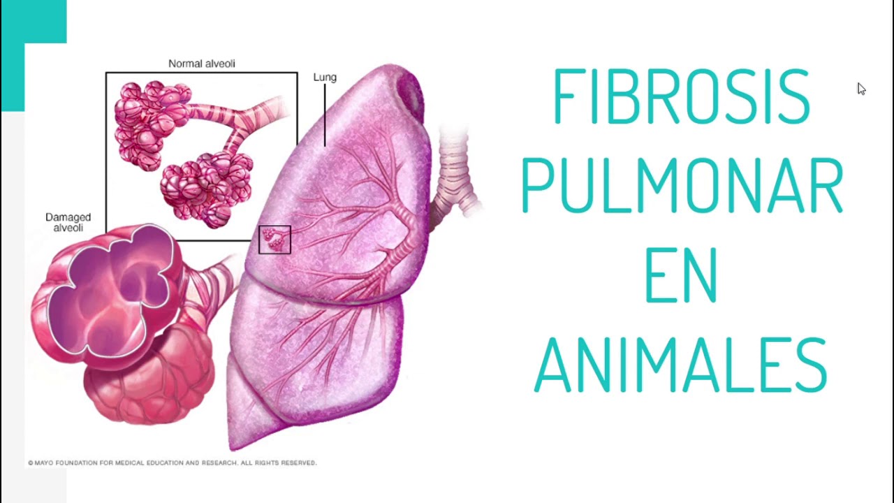 Fibrosis pulmonar en caninos - YouTube