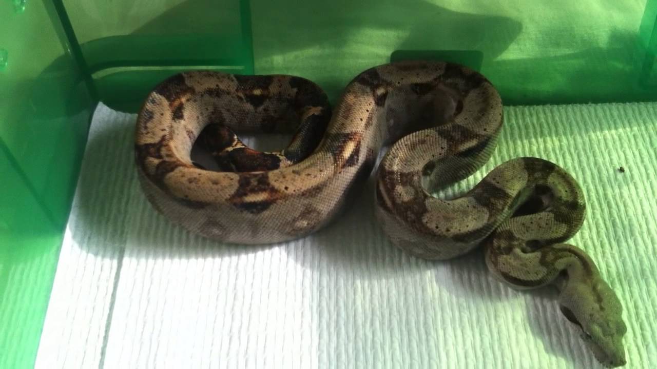 Boas Are Taking Over!! 1st Video on new Channel! - YouTube