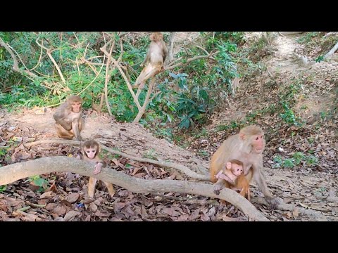Monkey Vlog video - YouTube