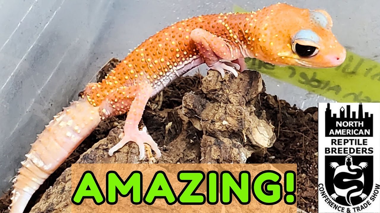 HAUL of RARE Geckos from 2025 Spring Tinley Park NARBC - YouTube