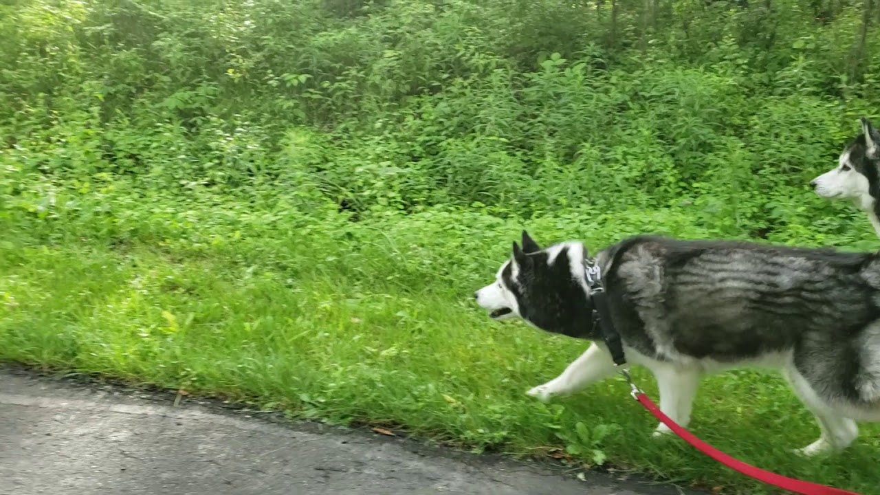 Husky hunting bunny - YouTube