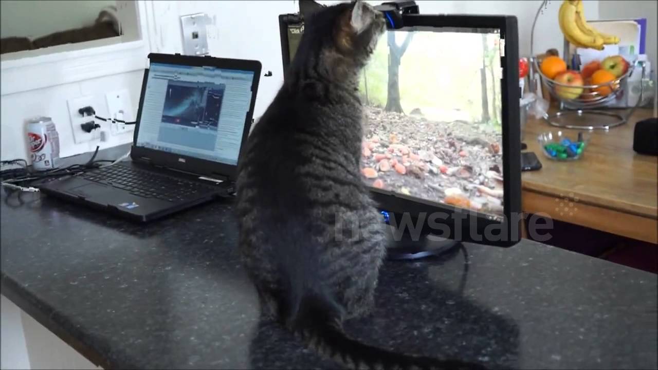 Cat watches viral videos on computer - YouTube