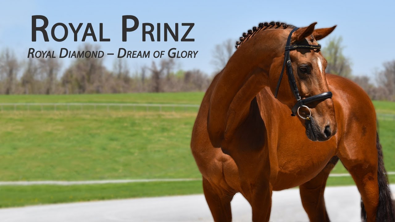 Royal Prinz (Royal Diamond - Dream of Glory) Oldenburg Stallion - YouTube