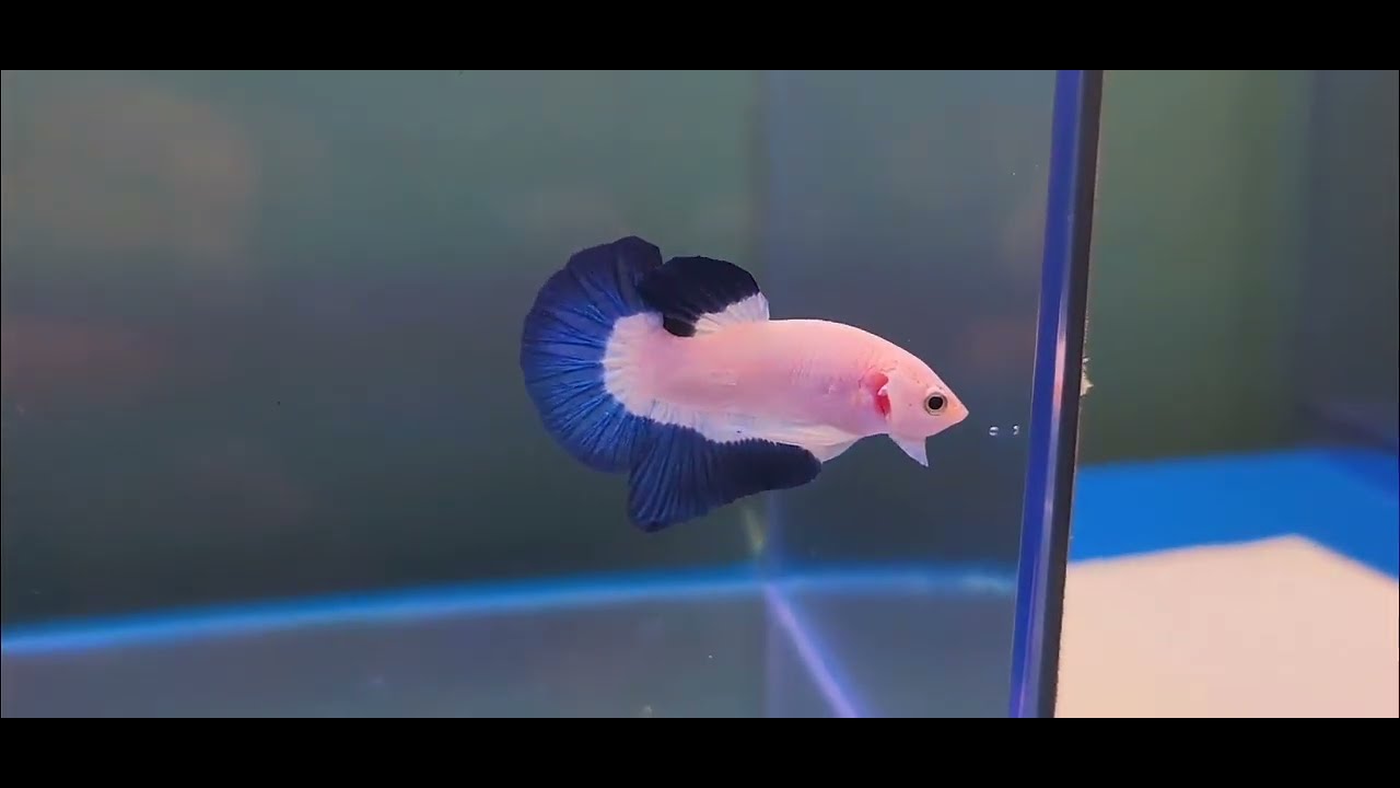MOA BETTA FISH Blue Rim HMPK (블루림 하프문 플라캇 베타 AAA) - YouTube