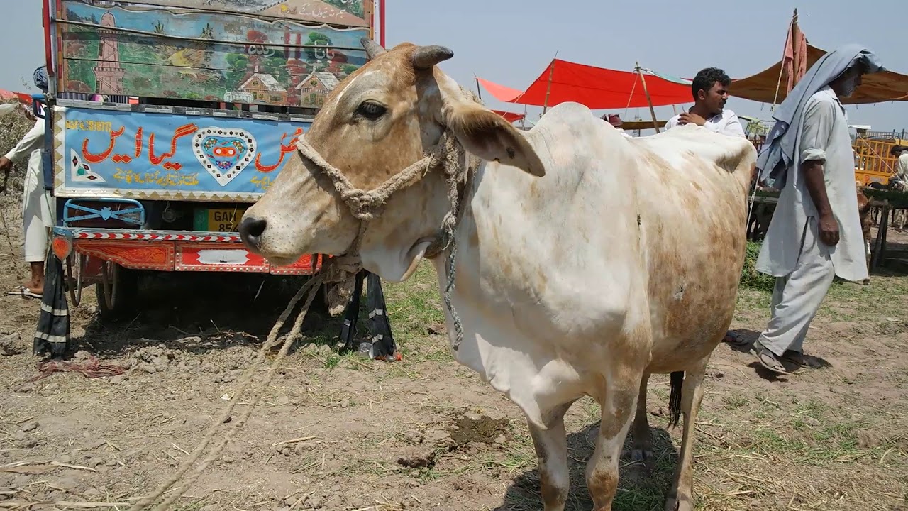 Pure Dasi Gaye | WD Animal - YouTube