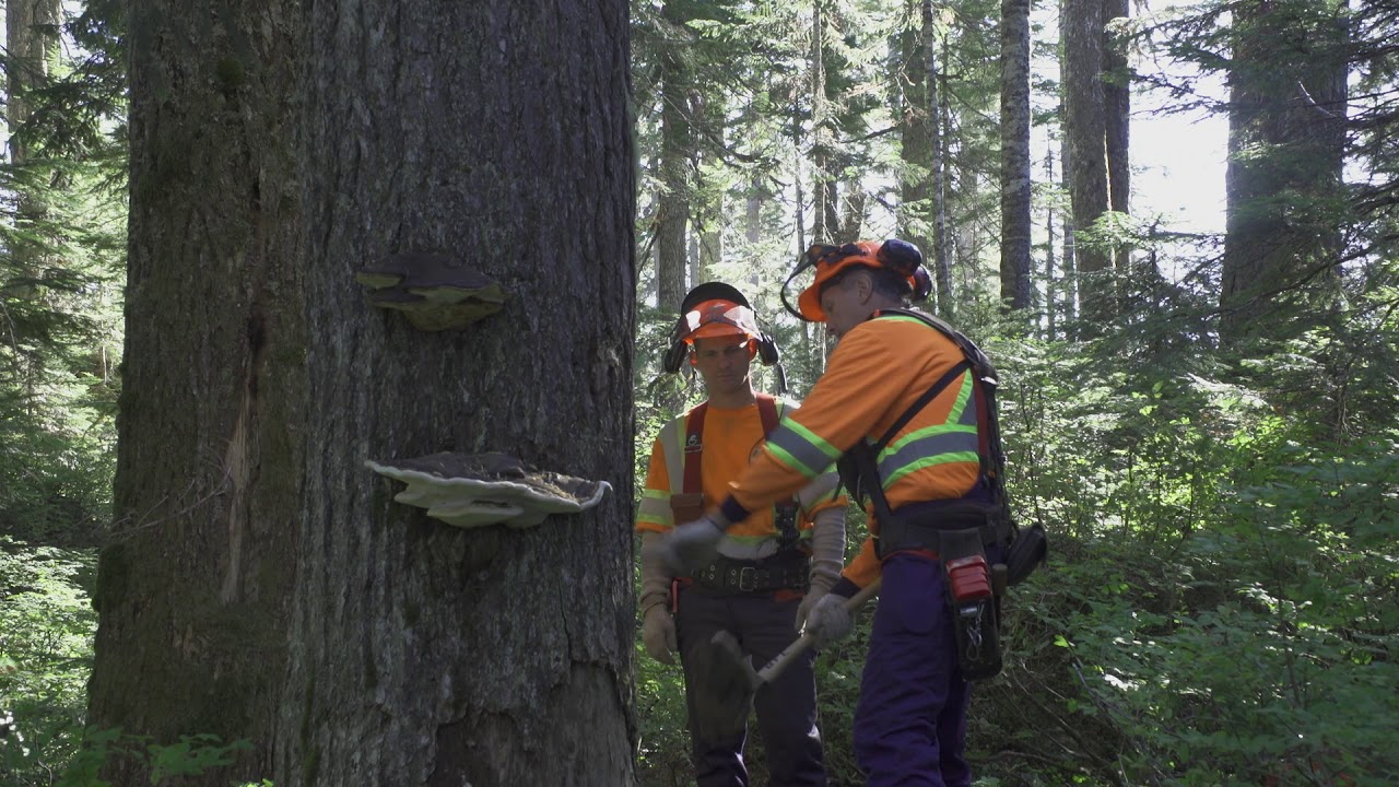 Manual Tree Falling - Danger Trees - YouTube