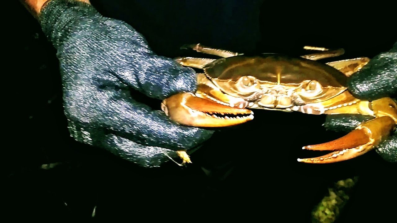 PESCA DE JAIBA AL EXTREMO CON EL PERRO CHIVILIN Cap.9 - YouTube