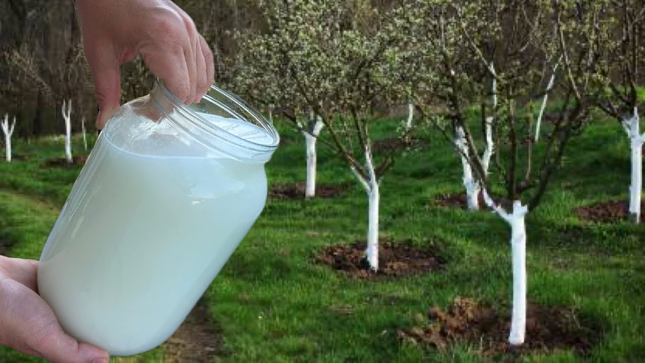 Mlijekom odmah zaštitite voćke na ovaj način! Prirodni fungicid protiv ...