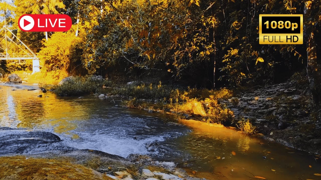 Autumn Forest - River Sounds - Relaxing Nature Video - White Water - HD ...