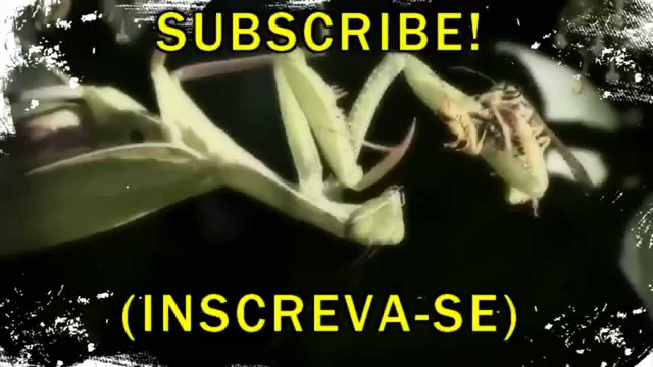 OFFICIAL TRAILER - BIO CHANNEL - YouTube