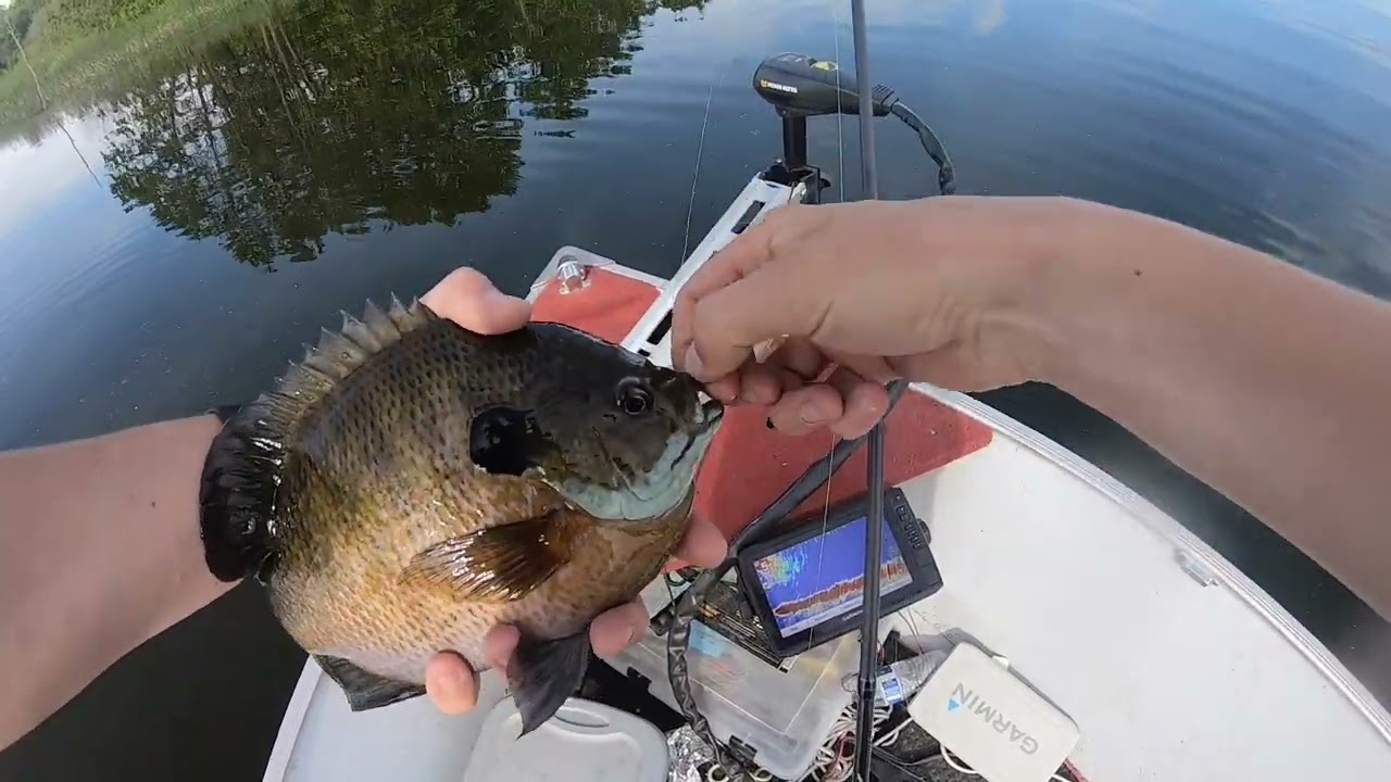 Catching GIANT Bluegills w/ BenOutdoors (MN Public Lake) - YouTube