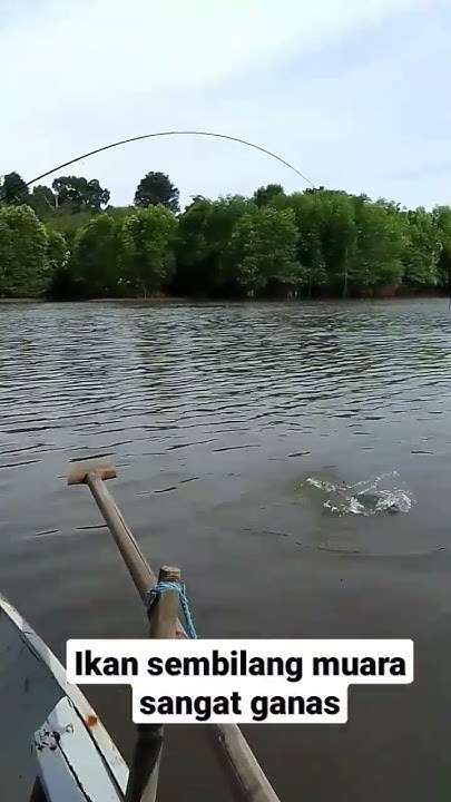 Mancing ikan Sembilang sangat ganas di muara - YouTube