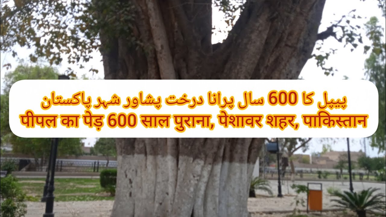 Oldest historical Peepal tree 600 years old in Wazirbagh (Wazir Garden ...