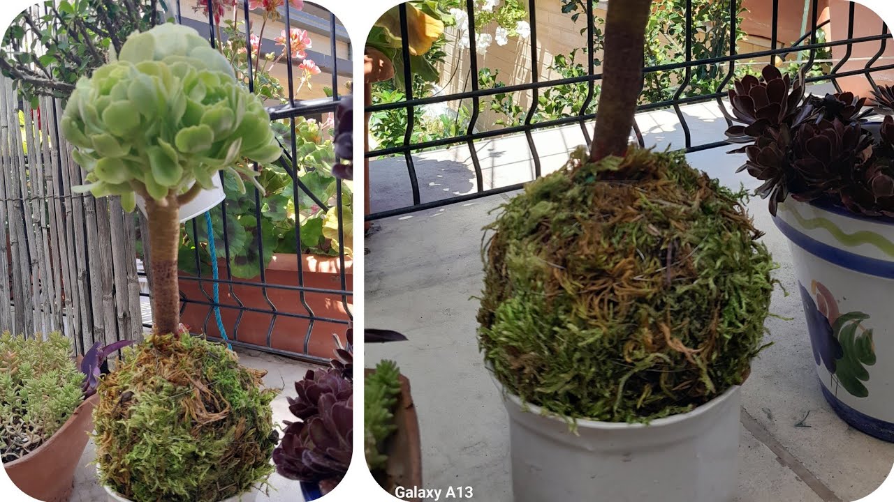 INTENTO DE hacer un KOKEDAMA 🤪 - YouTube