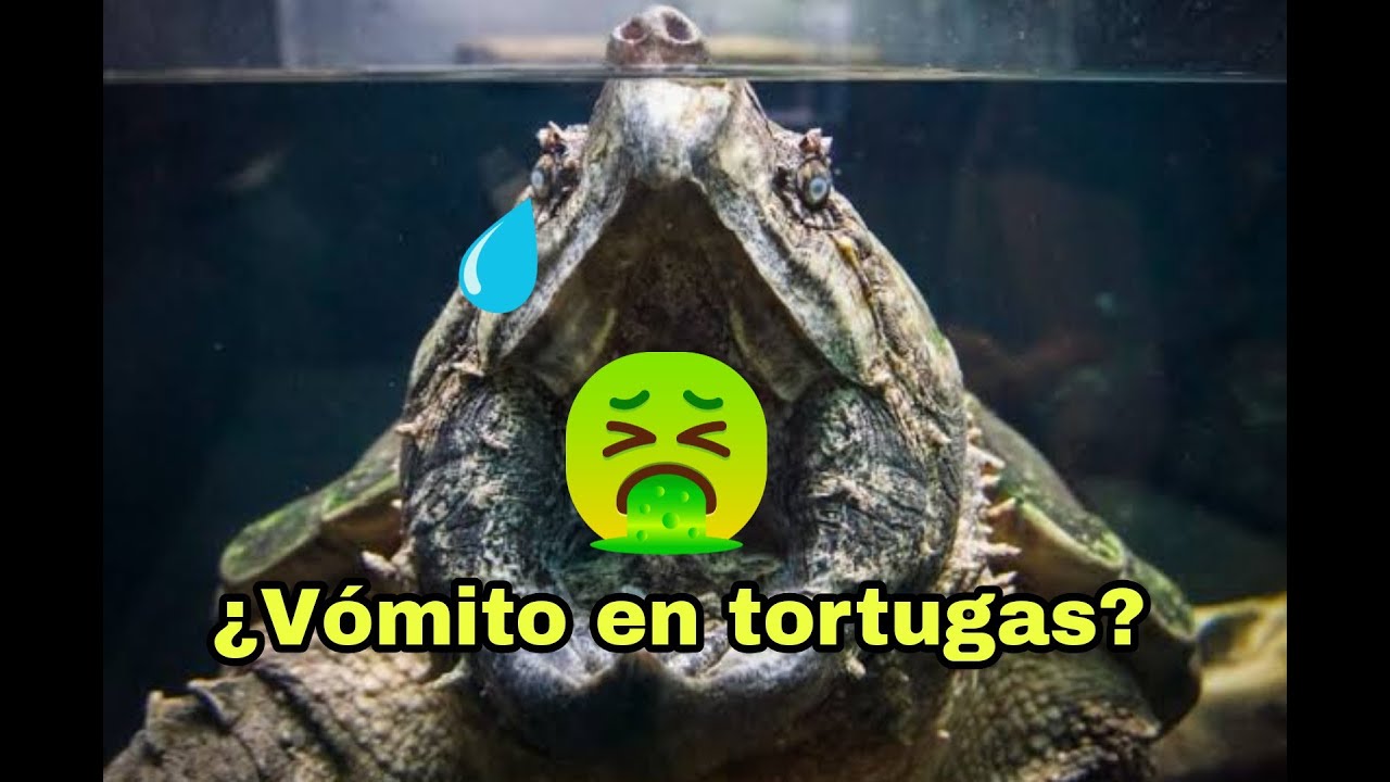 ¿POR QUÉ VOMITAN LAS TORTUGAS? ¿QUÉ HACER? - YouTube