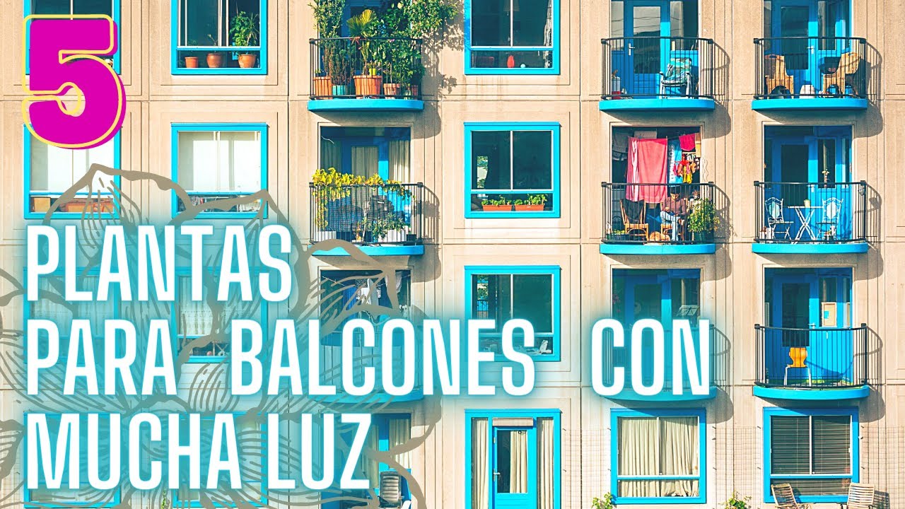 5 PLANTAS para tu BALCON con mucha LUZ 🌞😎 - YouTube