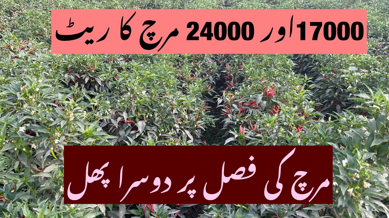 Chilli crop all information about rate and average |How is the year of ...