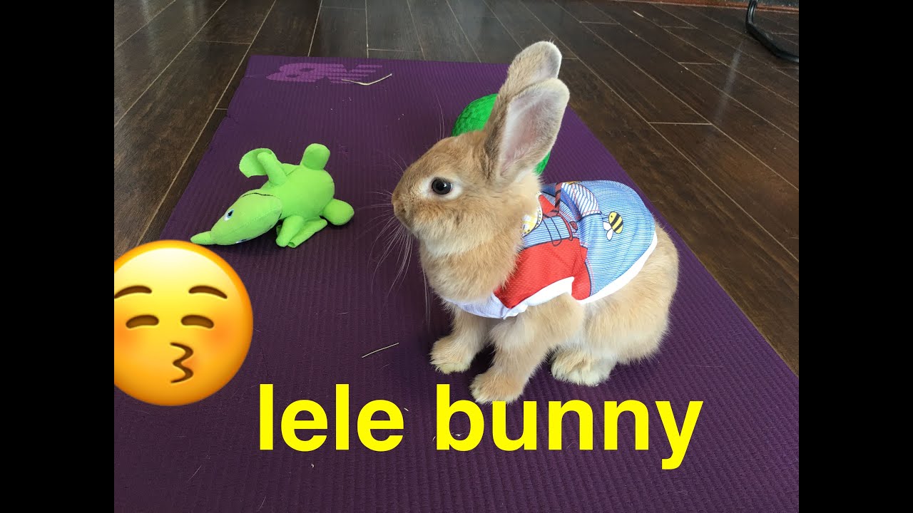 FUNNY CRAZY EATING/ I CAN EAT VERY VERY FAST (2X fast motion)/ baby bunny /Lele Bunny/ - YouTube
