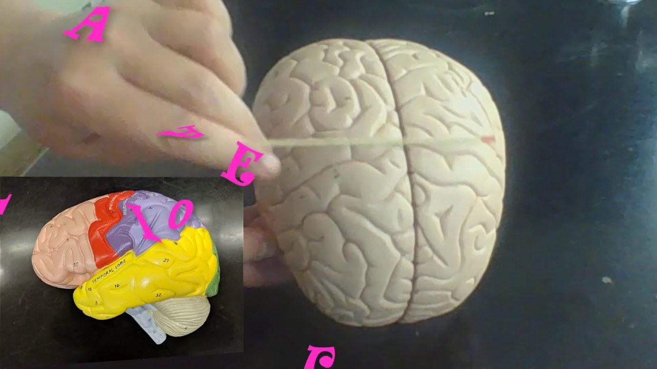 anatomy practical exam. UPDATED anatomical model of the brain anatomy ...