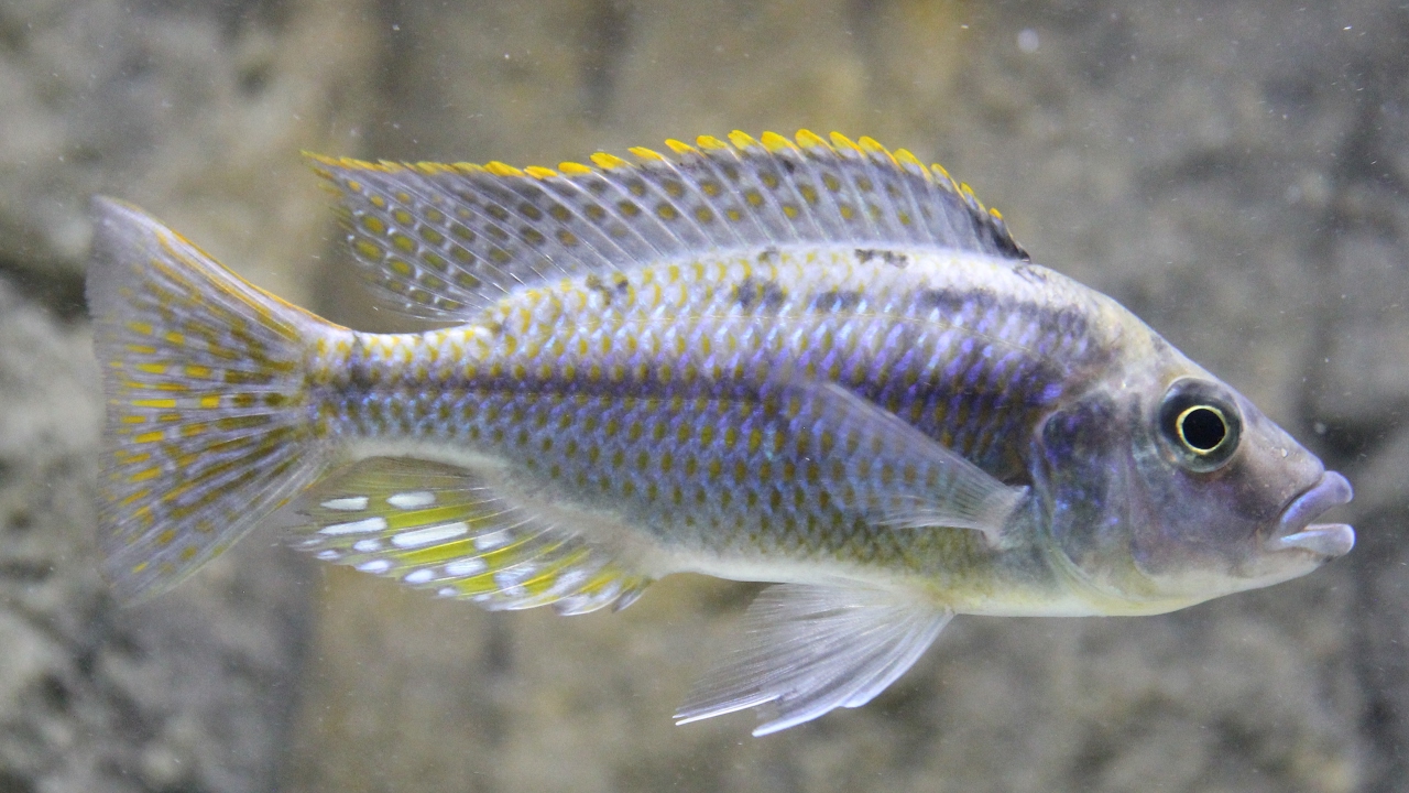 Eclectochromis Lobochilus Hertae - Malawi Hap Show Tank With 43 Unique ...