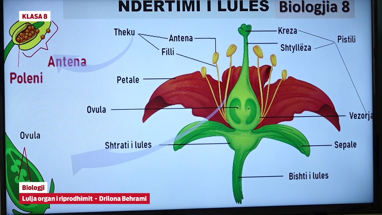 8509 - Biologji - Lulja organ i riprodhimit - YouTube