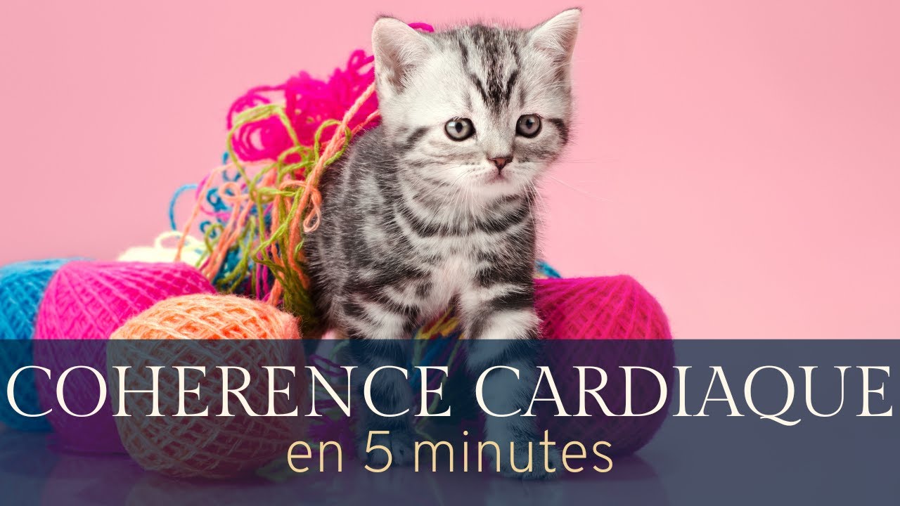 COHERENCE CARDIAQUE 5 minutes | adorables chatons 🐱 - YouTube