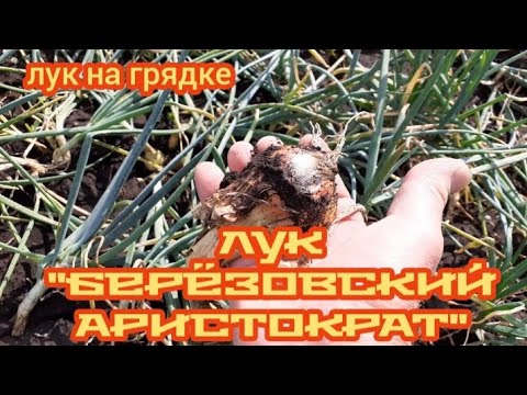 лук "берёзовский аристократ" на грядке..... - YouTube