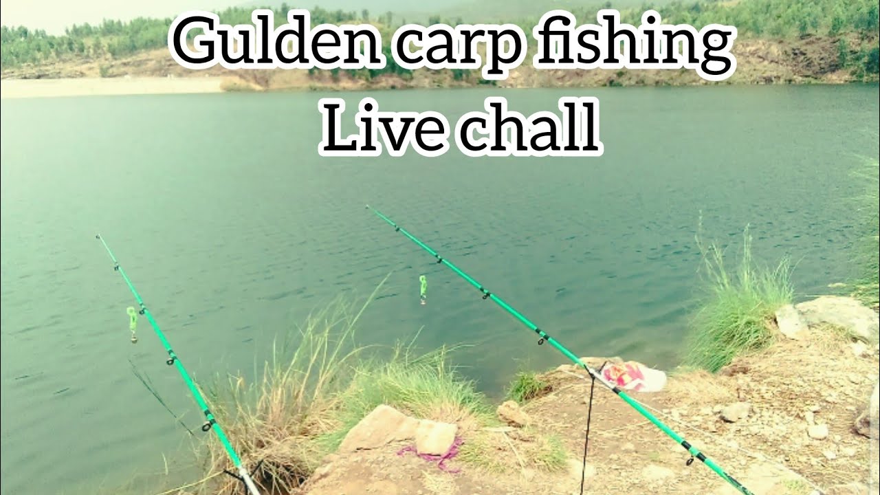 live chall Common carp fish Hunting #commoncarp #carpfishing - YouTube