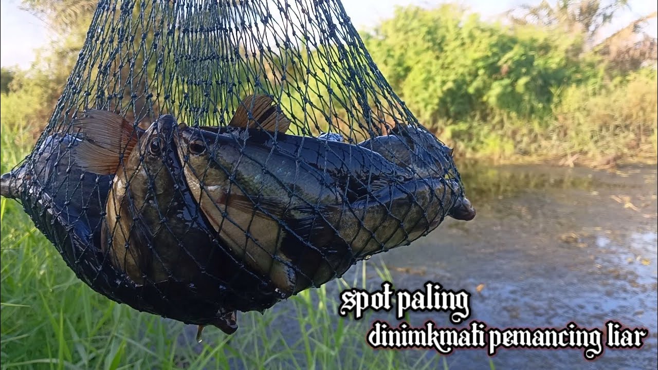 ASLI GANAS...!! Pemancing liar tergiur melihat ikan sepat siam besar ...