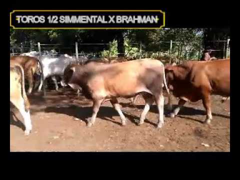 TOROS SIMMENTAL PARA VENTA - YouTube