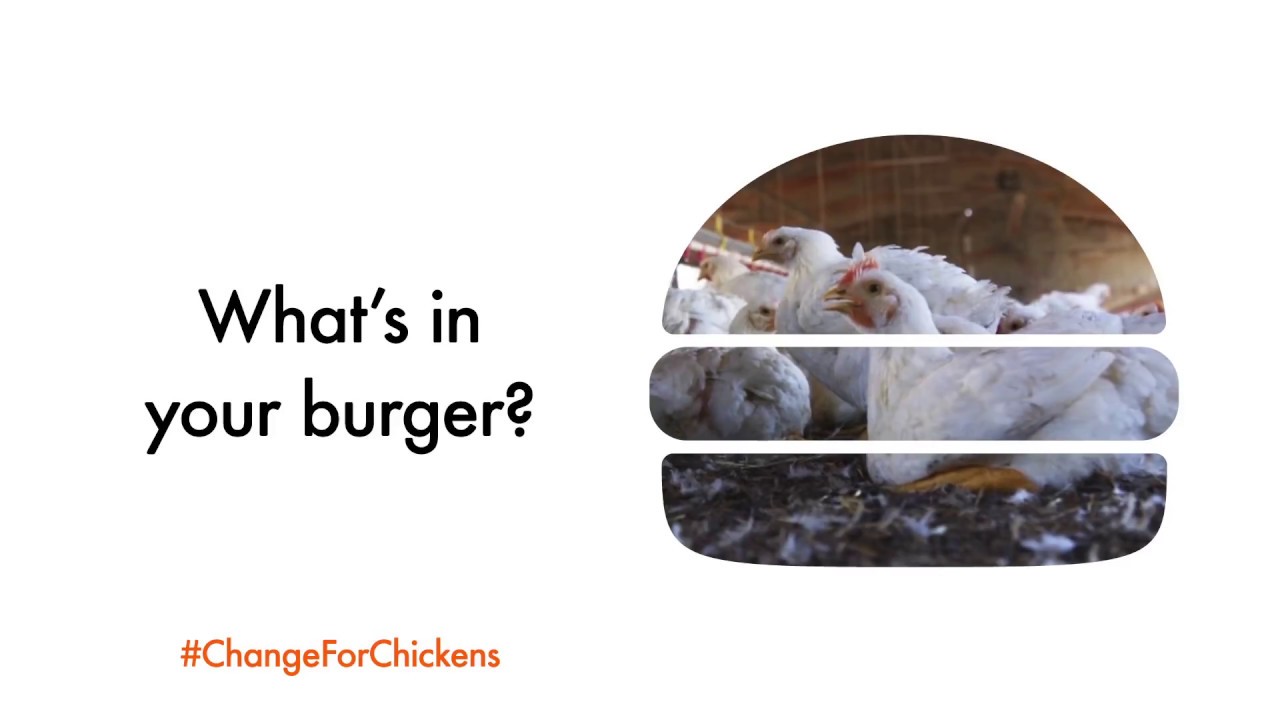 Change for Chickens - YouTube