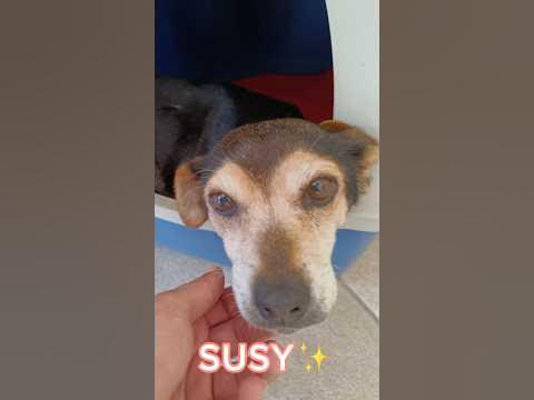 Susy Cerca Casa | Dolce tenera cagnolina di 4 kg #dog #adozioni #sos #cane #help #urgente - YouTube
