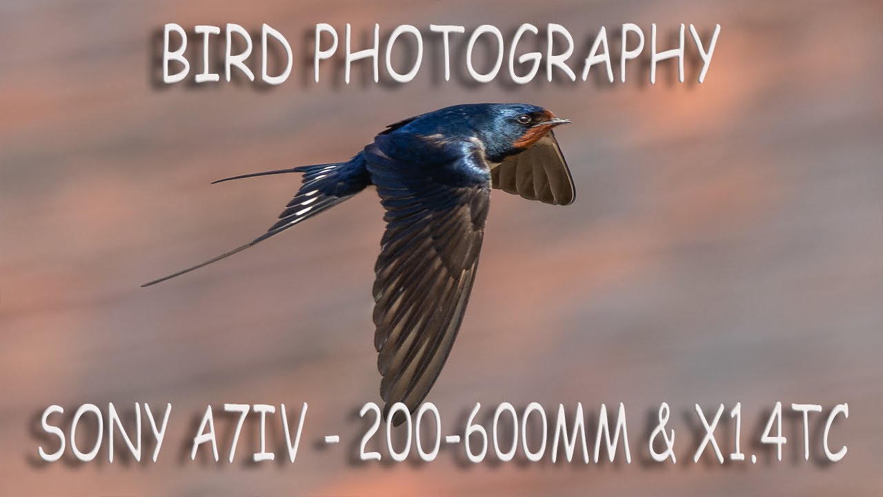 Bird Photography with the Sony a7iv, 200-600mm and x1.4 TC - Middleton ...