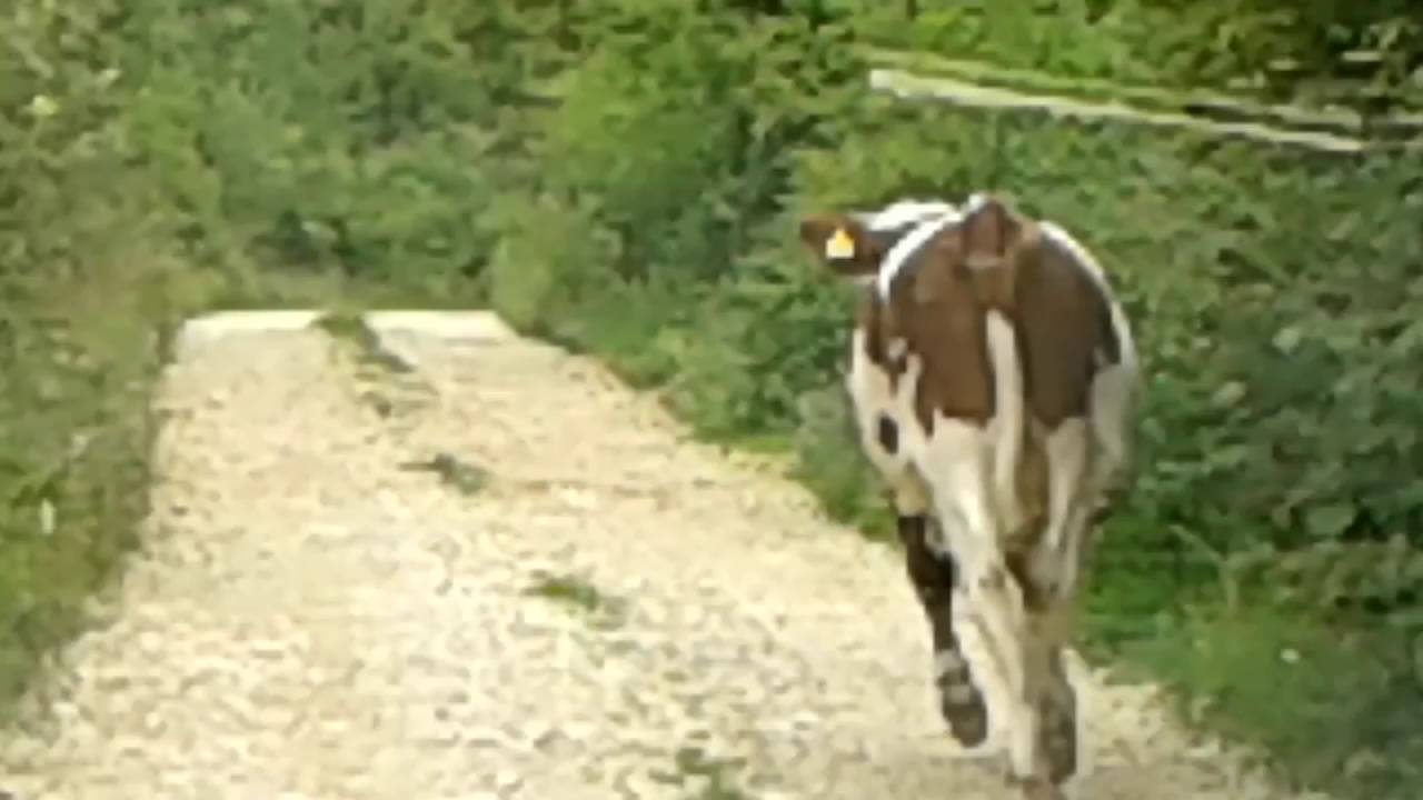 Luda krava - YouTube