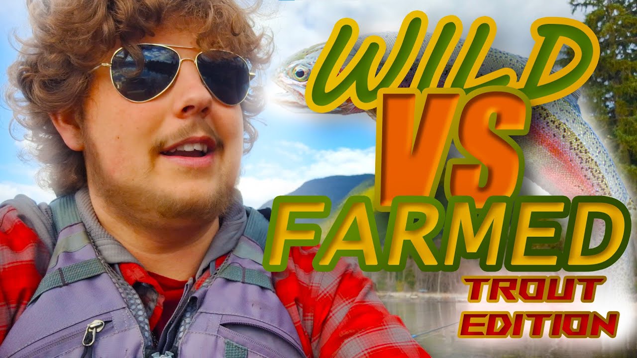WILD vs FARMED Trout Taste Test - YouTube