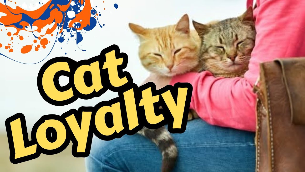 Are Cats Loyal To Other Cats? (Friends, Mating Partners + Kittens ...