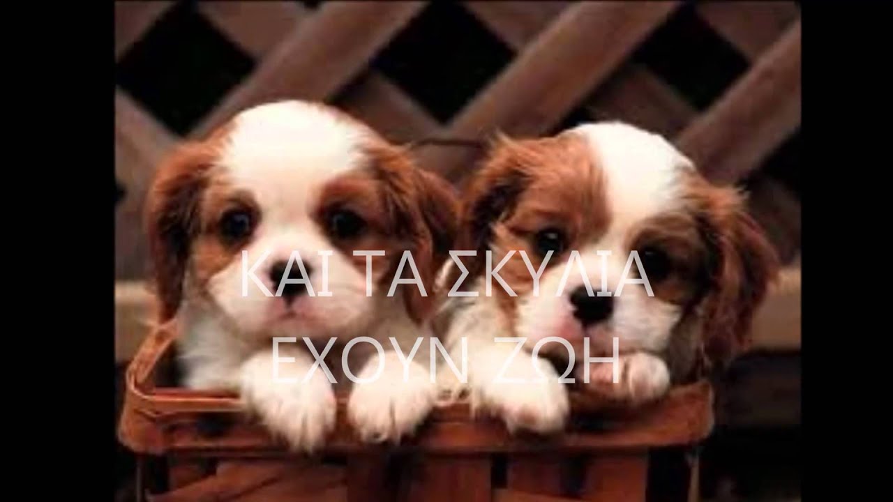 ΑΔΕΣΠΟΤΑ ΣΚΥΛΙΑ - YouTube