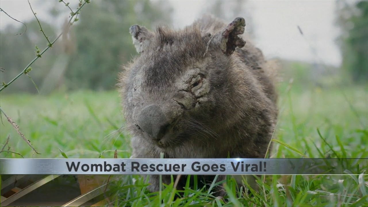 Wombat rescuer goes viral - YouTube