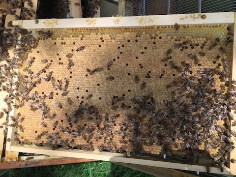 Inspection Dadant (Brother Adam hive) - YouTube