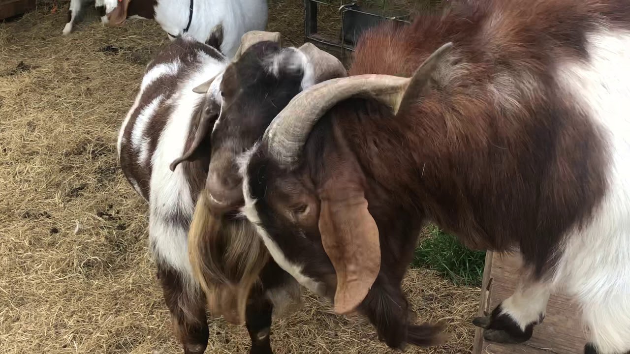 Goats hugging - YouTube