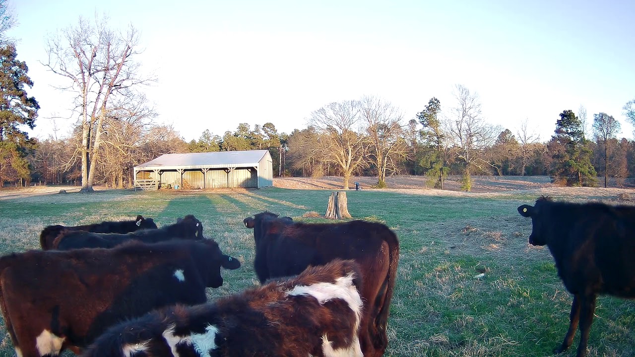 Rash Sheep Field 2-24-19 - YouTube