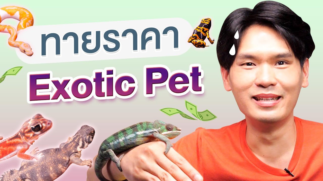 EP 9 Exotic Pet YouTube ep-9-exotic-pet-youtube