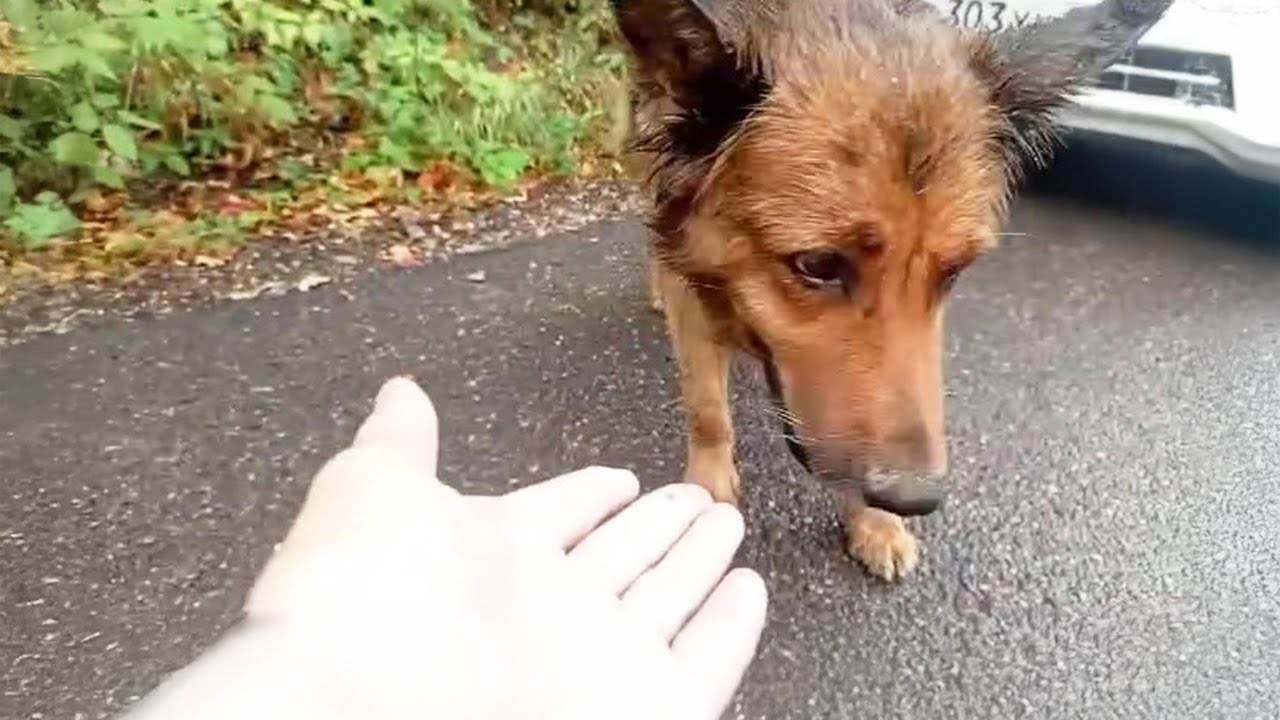Recognizing her neighbor, the cancer dog burst into tears and begged ...