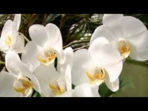 Setangkai Anggrek Bulan#duet - YouTube