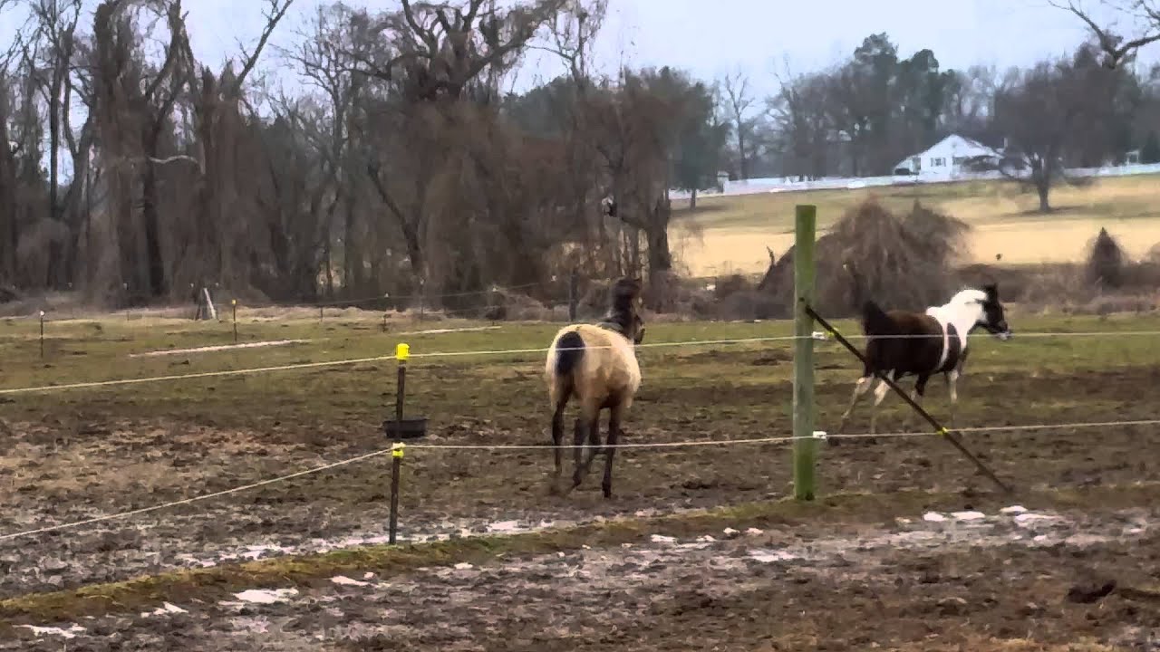 The weanlings running at Grace Reins - YouTube