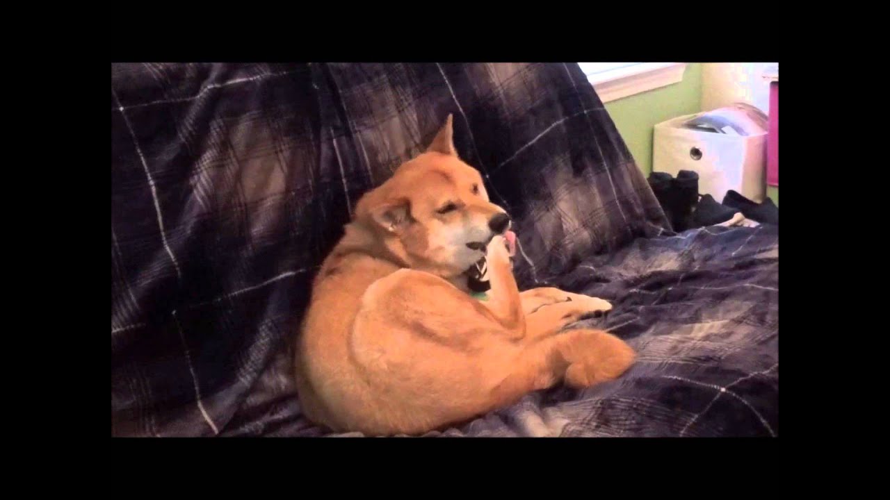 Shiba Inu chews on foot - Adorable! - YouTube