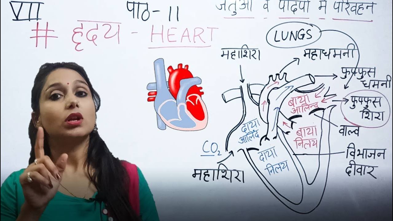 Lecture 6 | परिसंचरण तन्त्र - ह्रदय | Circulatory System - Heart | पाठ ...
